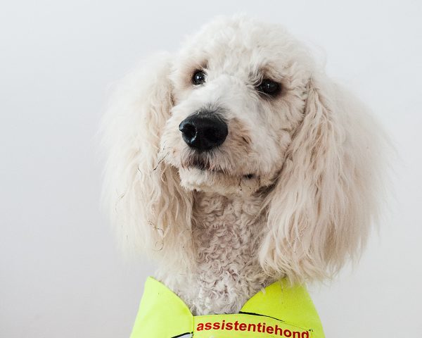 Contact - Stichting Assistentiehond Nederland