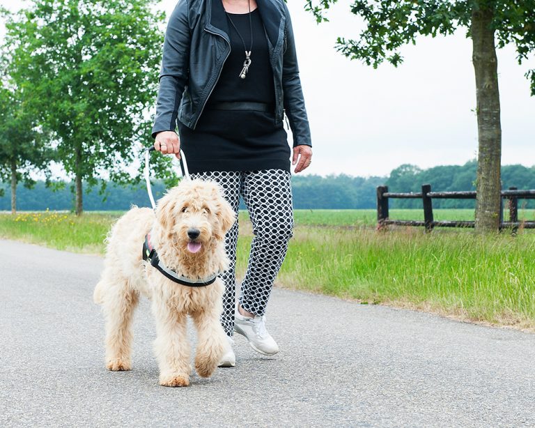 Onze Honden - Stichting Assistentiehond Nederland